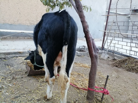 Buqa sotiladi 1.5 yosh