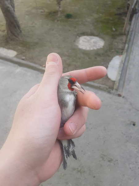 Norchila sotiladi