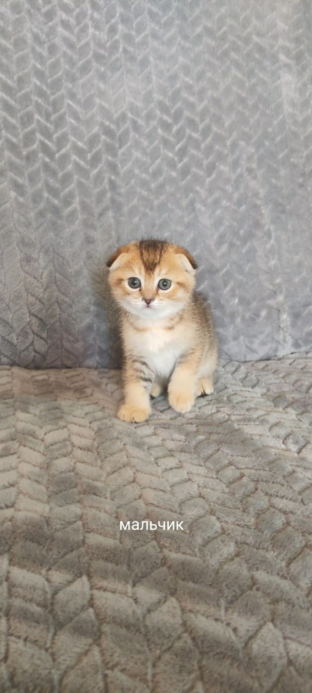 Шотландские котята