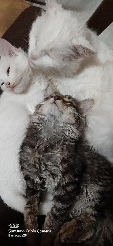 Котята 3 месячные