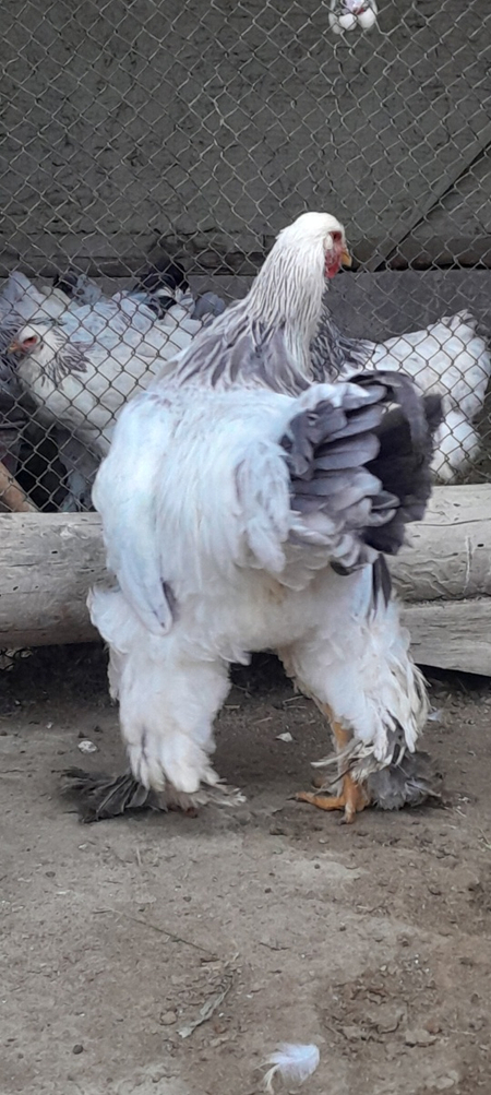 Brama xòrozlari sotiladi