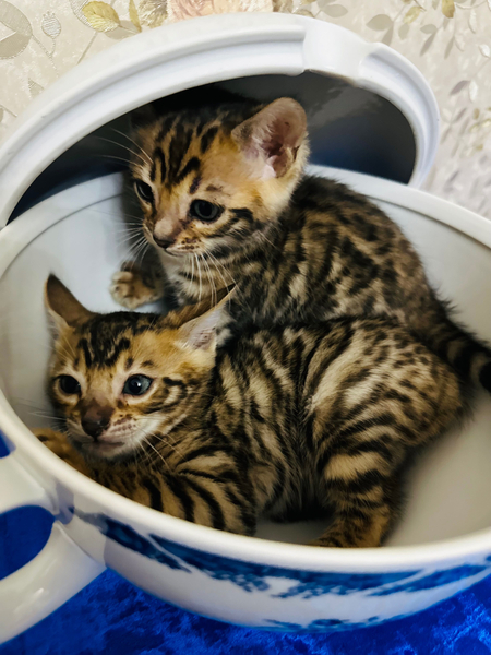 Бенгальские котята