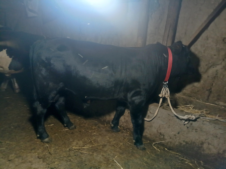 Angus buqa sotiladi