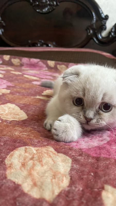 scottish fold срочно сотилади