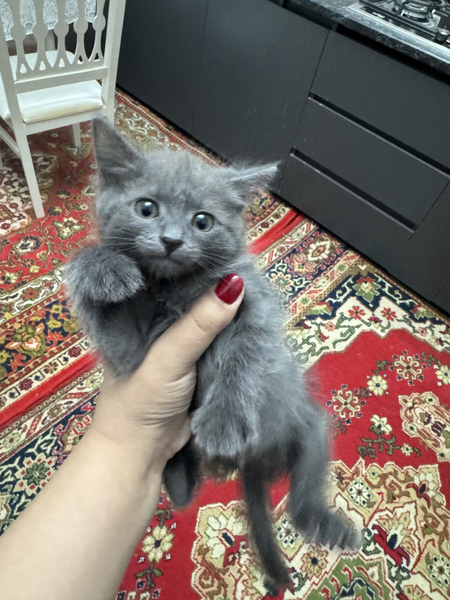 Скотиш фолд ва страйт пишикла сотилади