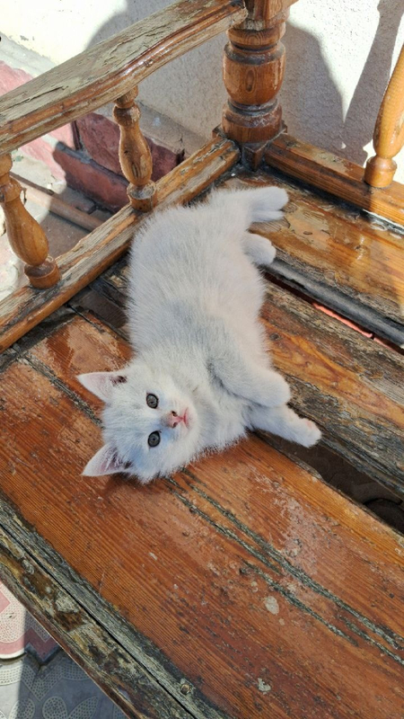 Продаются котята