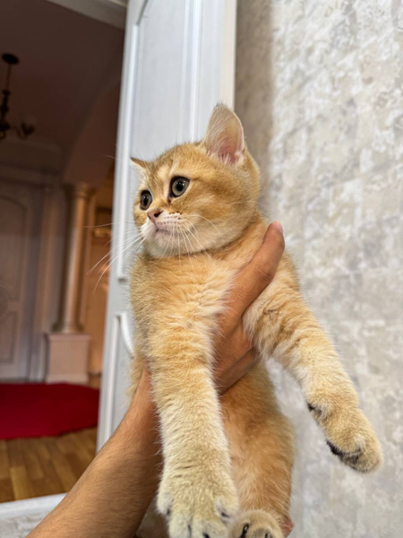 Britanskiy gold shinshilla