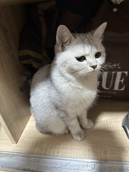 Шиншилла девочка 1,5 года