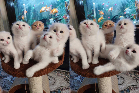Мы предлагаем вам 5 очаровательных котят!