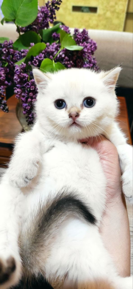 Котята скоттиш страйт .фолд