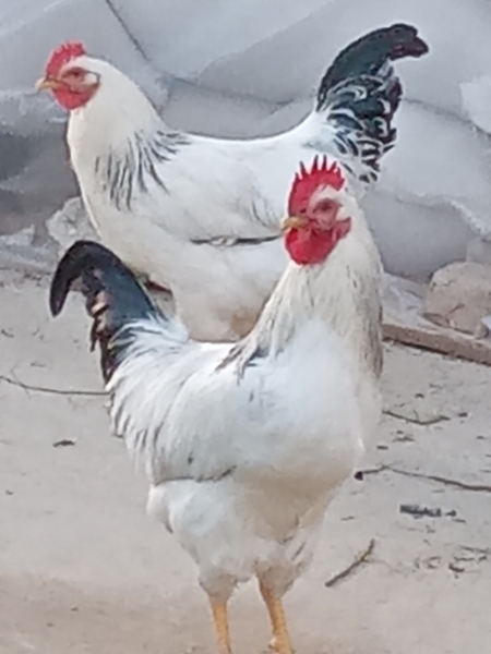 Adler serebristiy  xo‘roz va tovuq sotiladi. 1+1 .narxi 300min so'mdan
