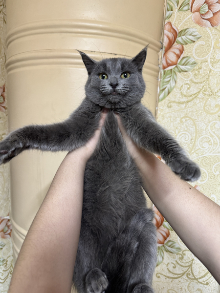 Скоотиш страйт помес кошка