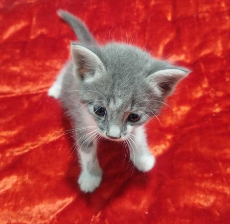 Котята, ласковые, игривые, неприхотливые