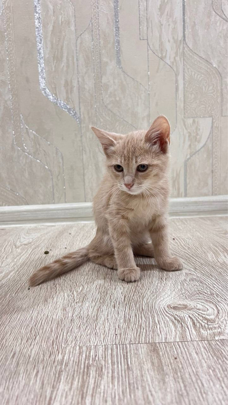В добрые руки котята