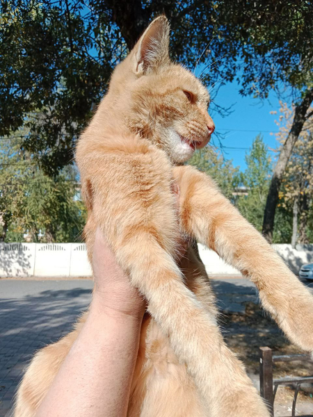 Пристраиваются мурчики мальчики