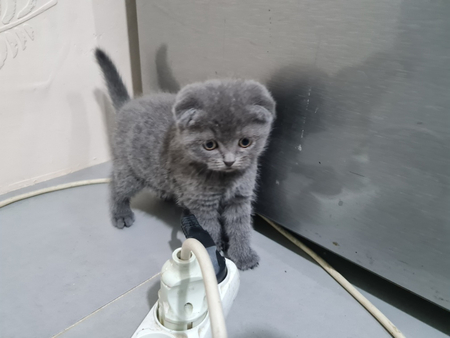 Продаются котята скоттиш-фолды