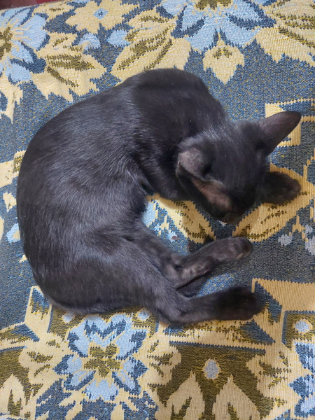 Отдам в добрые руки котят
