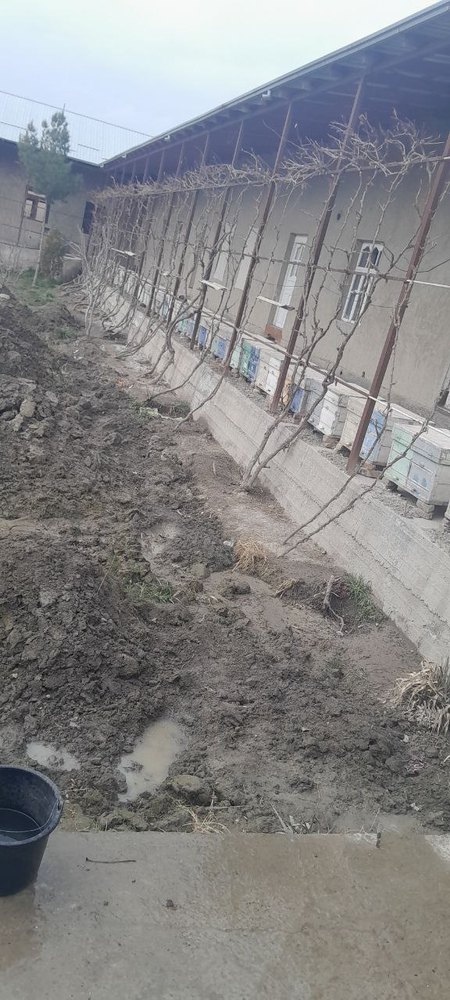 Asalari oilasi sotiadi 4_5_6 ramaki zoti karpat kardinka bakvas zotlar
