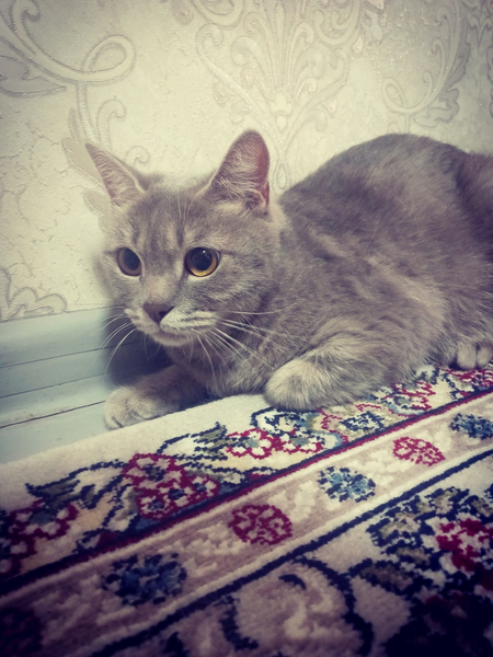 Продаётся роскошная,чистокровная Британка