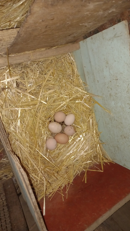 Продаётся домашние яйца.