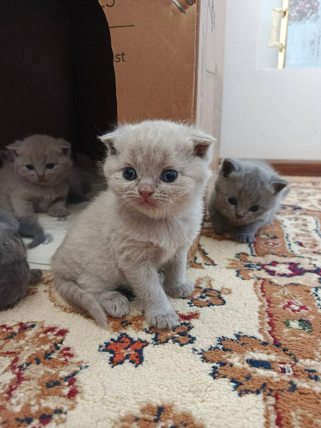 КОТ НА ВЯЗКУ!!!
Не продается!!!