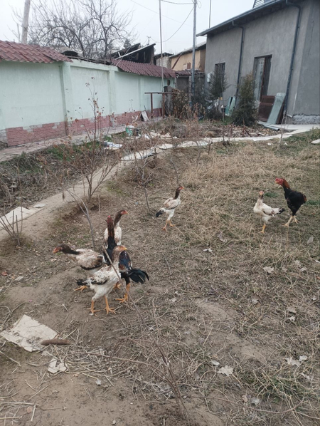 Дакан ху́роз товуқлари Домашние куры петух