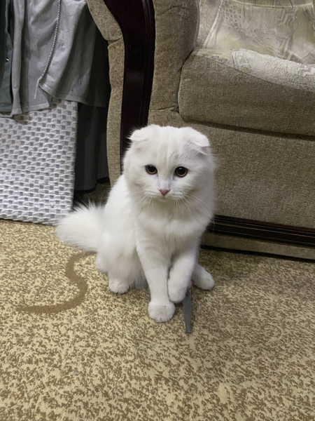 Продается кошка