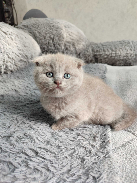Продается котенок скоттиш фолд