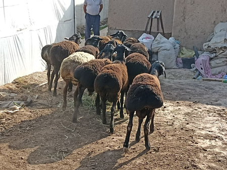 Qõchqorchalar tojigiston qo‘ylari