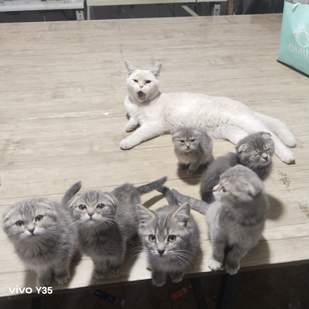 Продается котята Scottish fold Mushuchala sotiladi