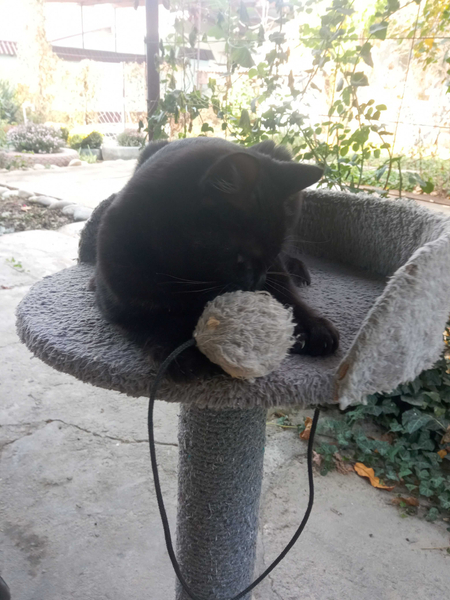 Котята в хорошие руки, бесплатно.