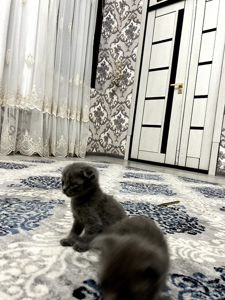 Британские малыши