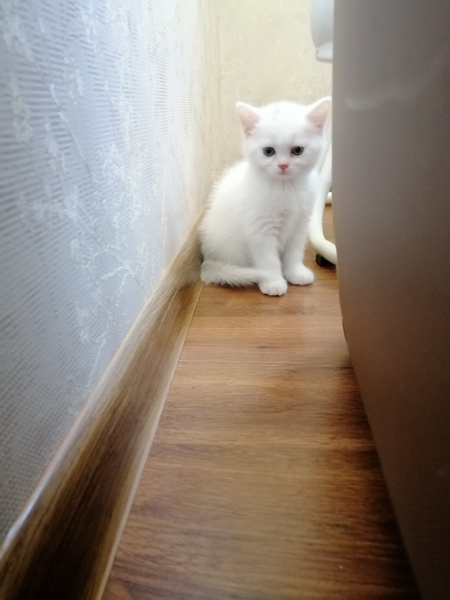 Котята вислоухие
