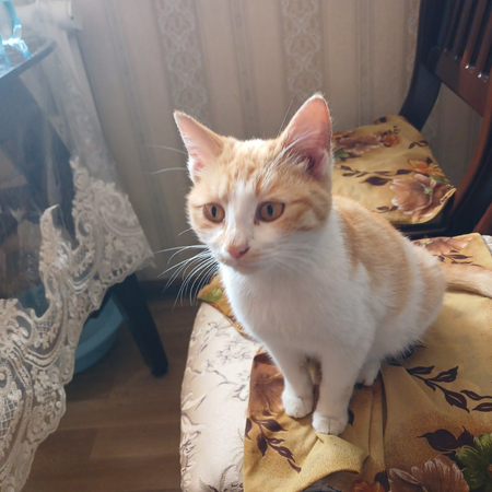 Кошка ищет себе дом