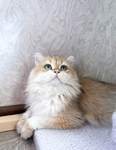 ВЯЗКА Кот Привозной Золотая Шиншилла Британская