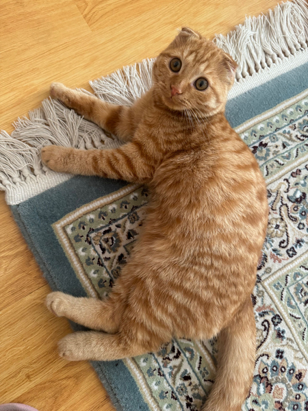 Шотландский Вислоухий кот - Scottish Fold pishiq