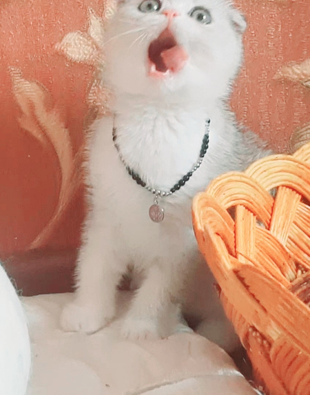 Скоттиш фолд котёнок
