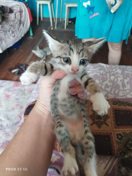 Отдам даром котят