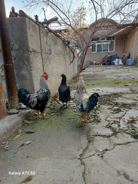 Joʻja xoʻroz sotiladi 2 dona.\\nEndi qichqirvotti. Otasi yirik . Xali ya