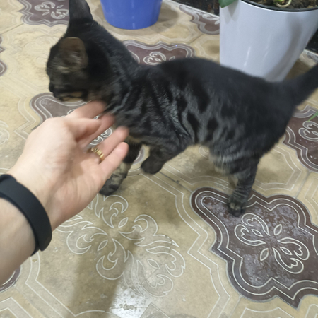 Срочно продам.Бенгальские котята.
