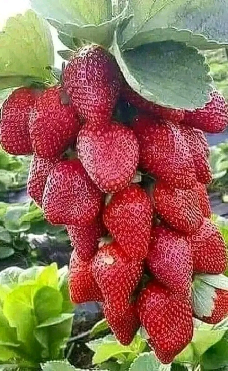Qlubnika kochatlari
