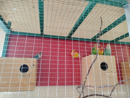 Продается неразлучка 3 пара