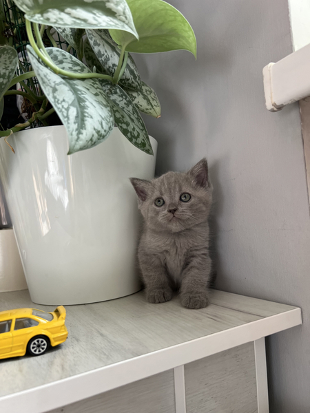 Продается котенок