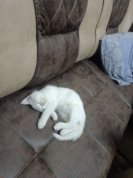 Продаётся котёнок