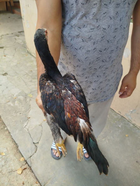Dakan jojala sotiladi