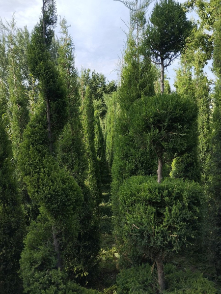 Арча кучатлари можжевельник