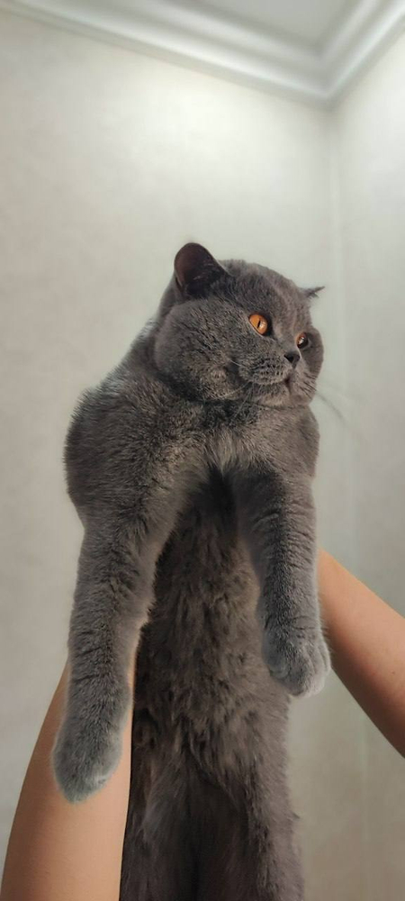 Скотиш Фолд по матери, по отцу Британский Страйт
