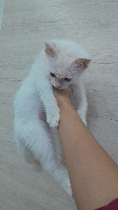 Котёнок беленький мальчик