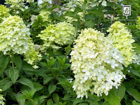 Paniculata gortenziya l Метельчатая гортензия