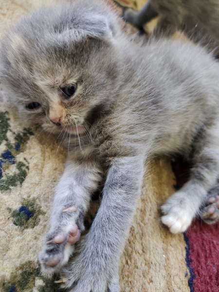 Котята пародистые